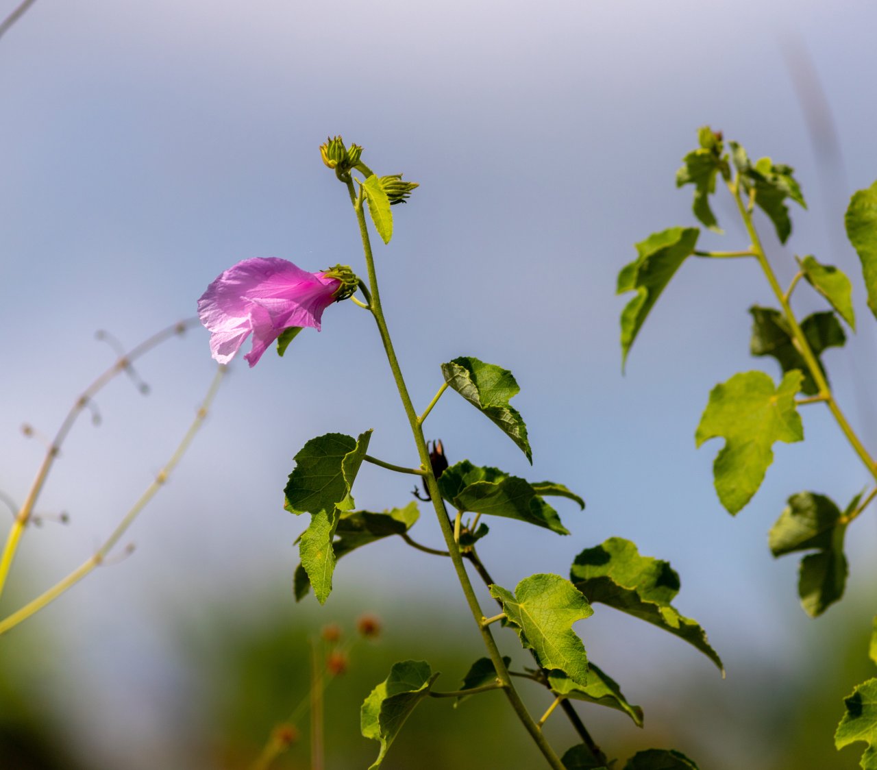 Región Forestal La Mosquitia | ICF